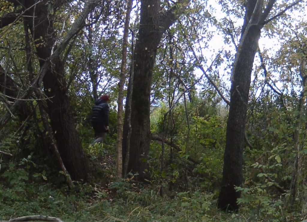 Hiding behind the trees - The Tree Spy