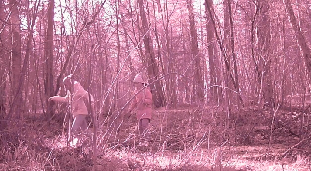 Activity around the forest trail - The Tree Spy
