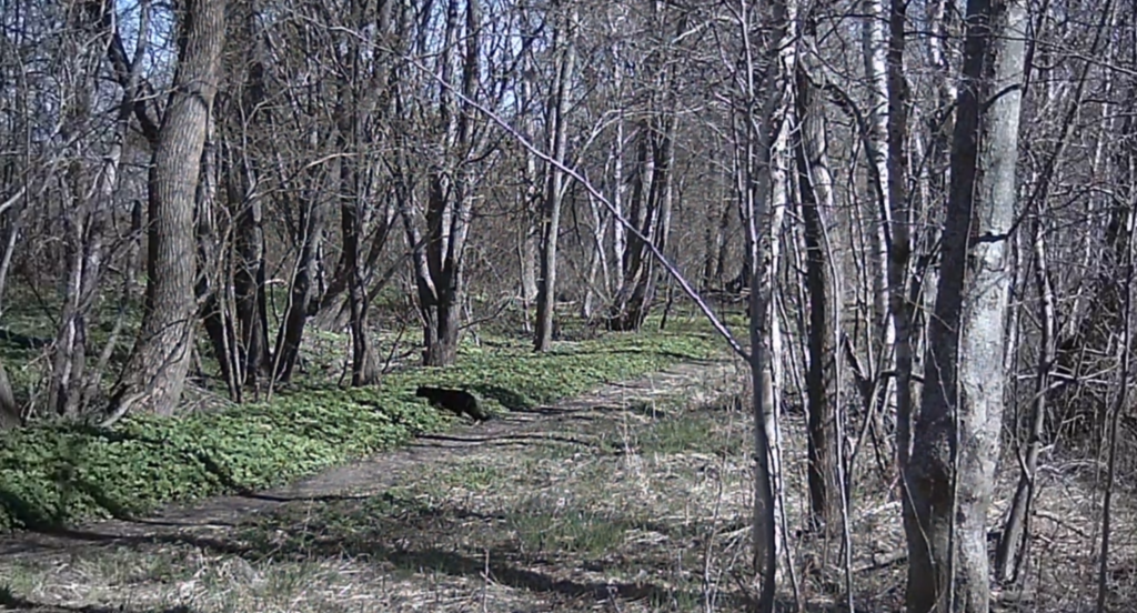 A cat prowling around - The Tree Spy