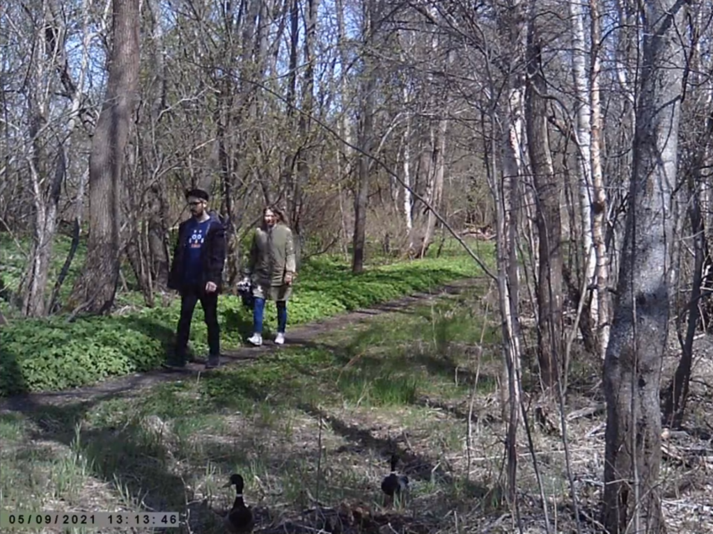 Waddling around the trail - The Tree Spy