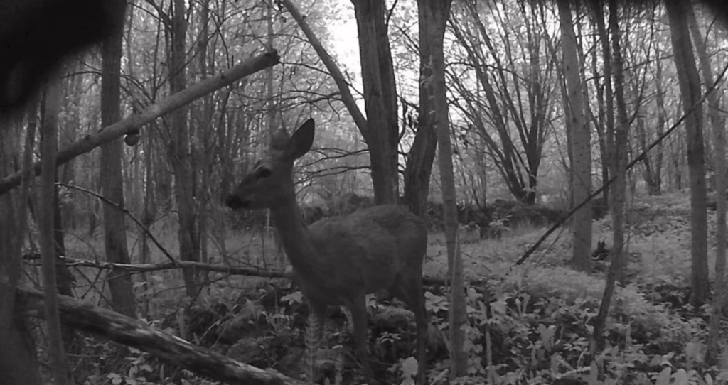 More deer encounters - The Tree Spy