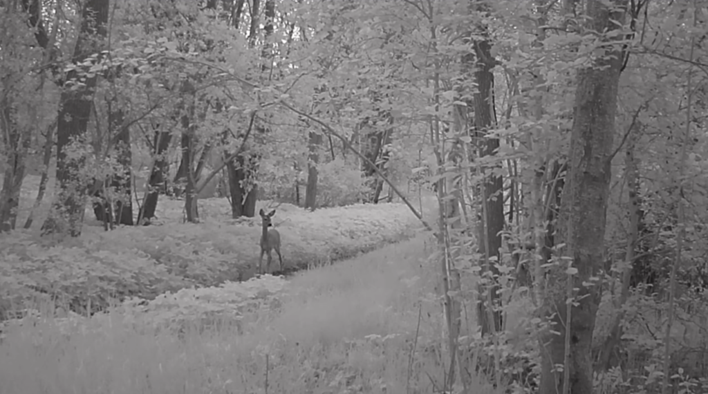 Turning into a deer path - The Tree Spy