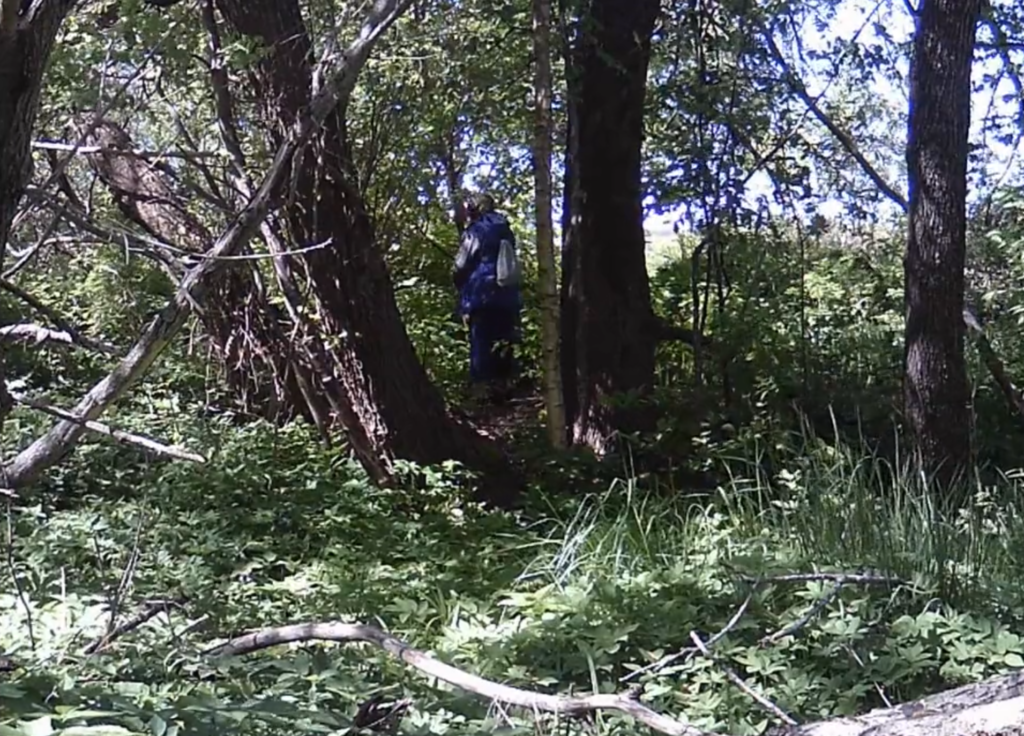 A very busy day around the forest - The Tree Spy