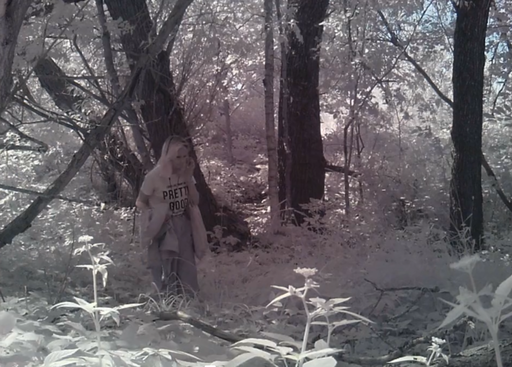 A mix of visitors around the forest - The Tree Spy