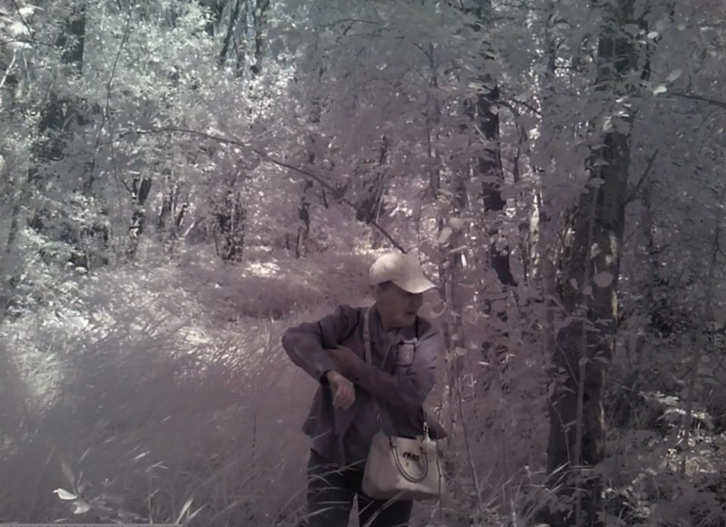 Close encounters with the cameras - The Tree Spy