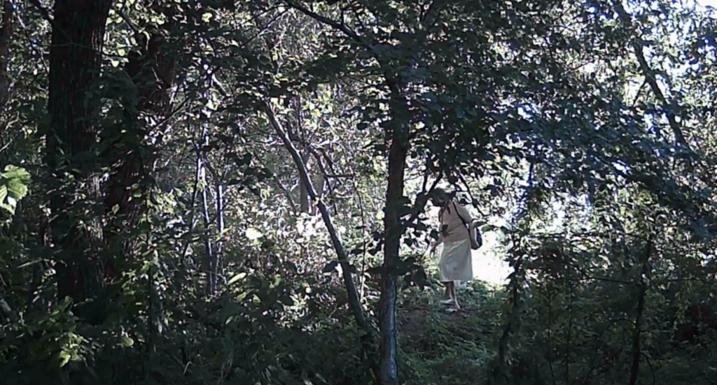 Poking around in the woods - The Tree Spy