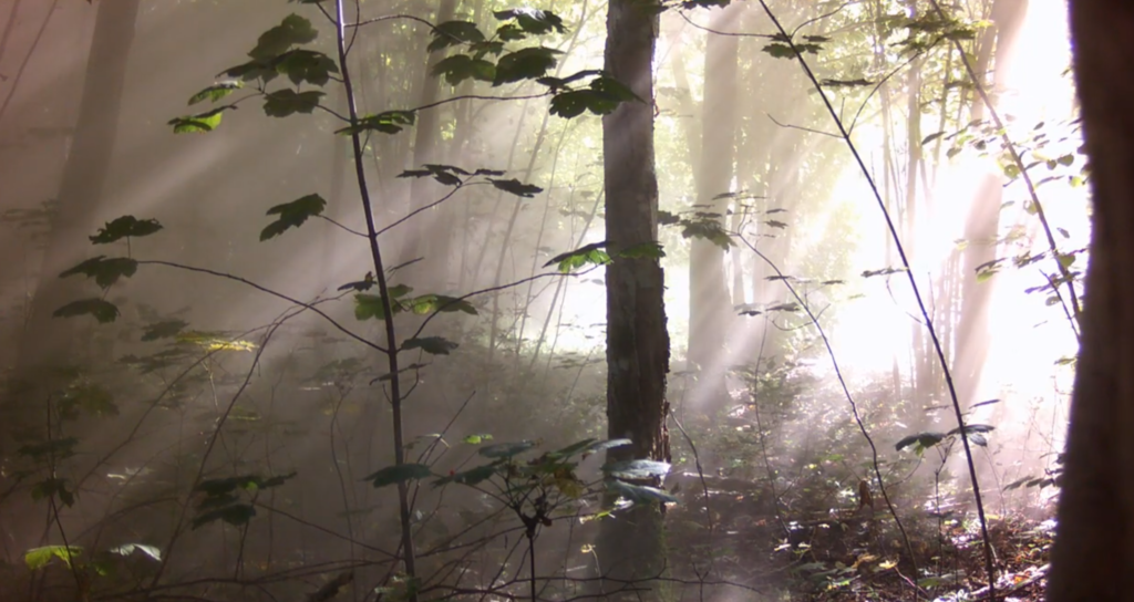 Beware the dust cloud - The Tree Spy