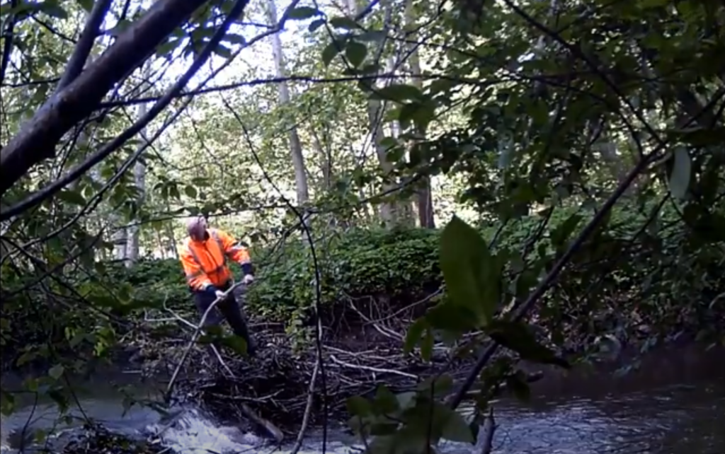 Beaver Dam Removal - Part 1 - The Tree Spy