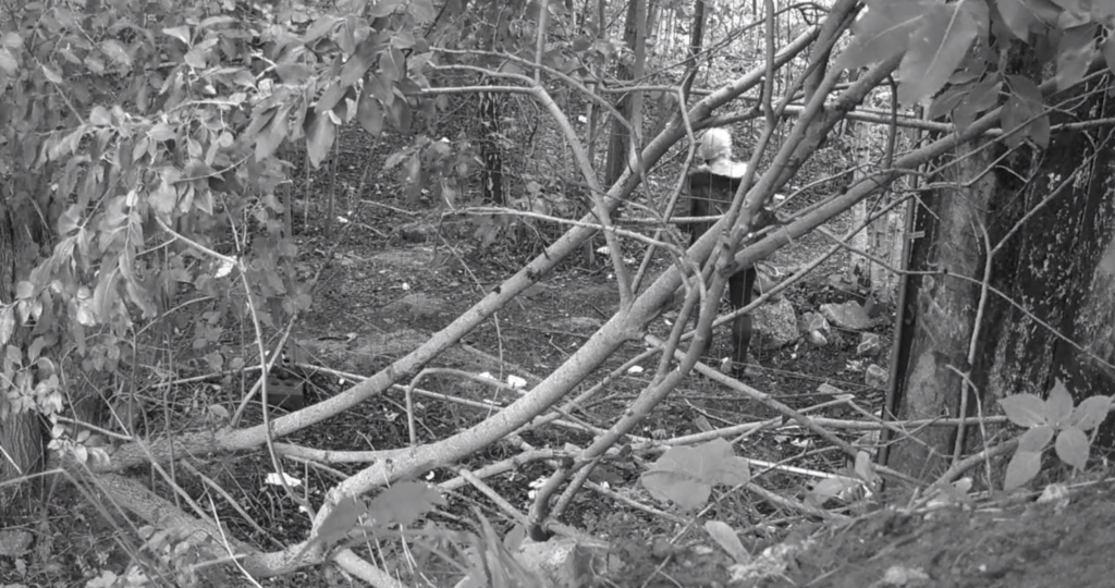 Highlight - Women taking dumps - The Tree Spy