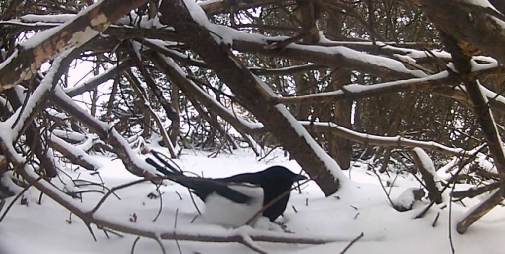 Snow birds in the woods - The Tree Spy