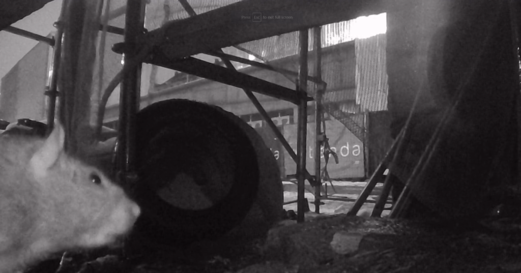 Rats! - The Tree Spy