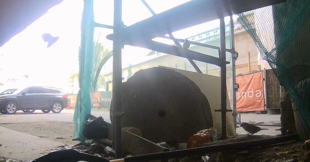 Birds and rats - The Tree Spy