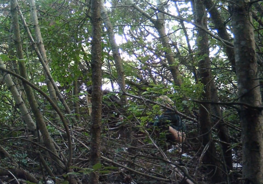 Activity at the beach locations - The Tree Spy