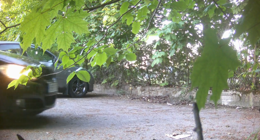 Meeting at the beach lot - The Tree Spy