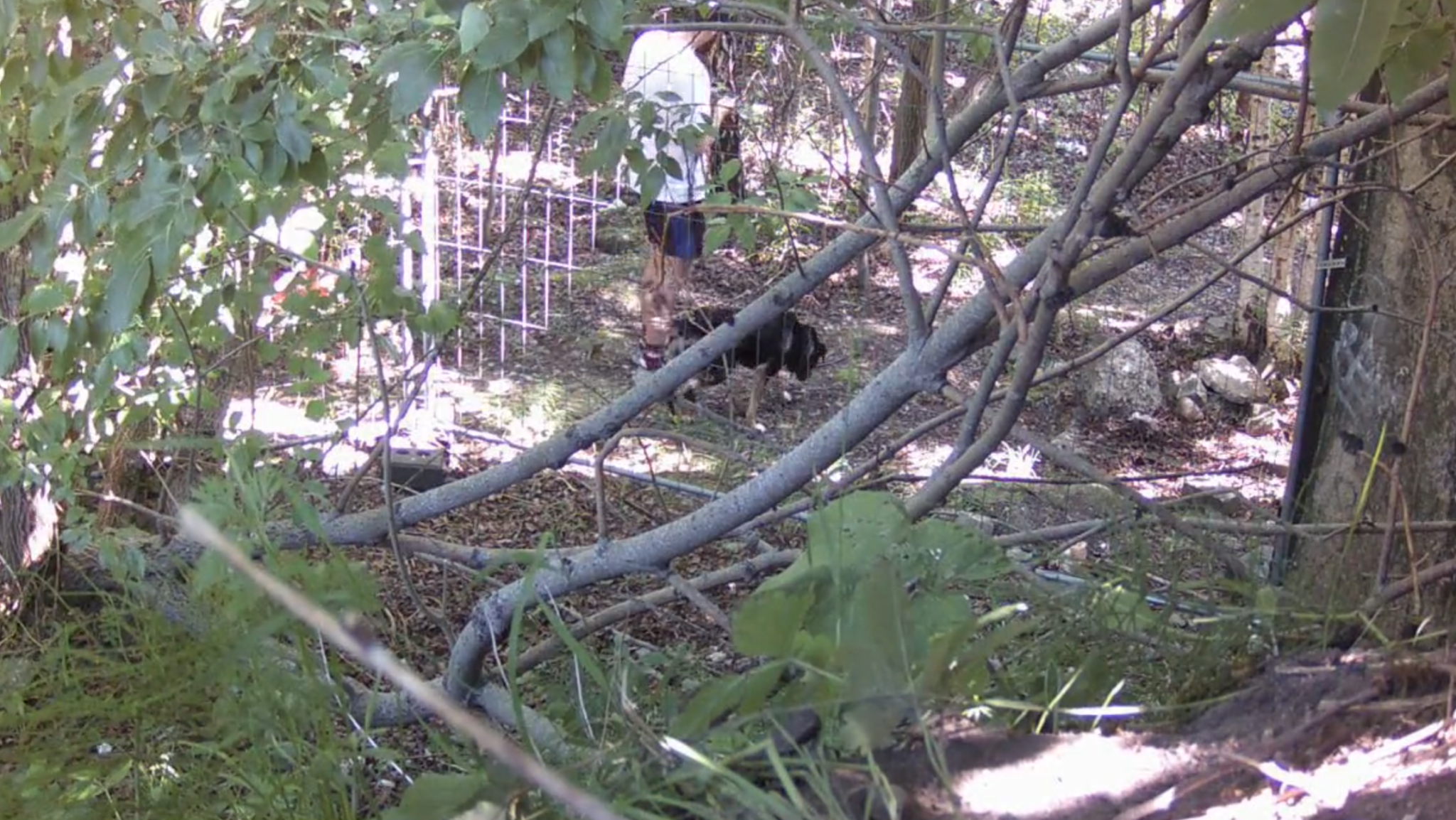 The Tree Spy - When the trees have eyes, who gets to watch?