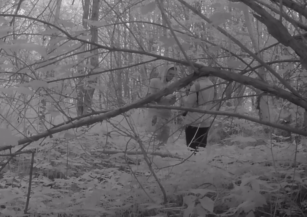 Night time activity - The Tree Spy