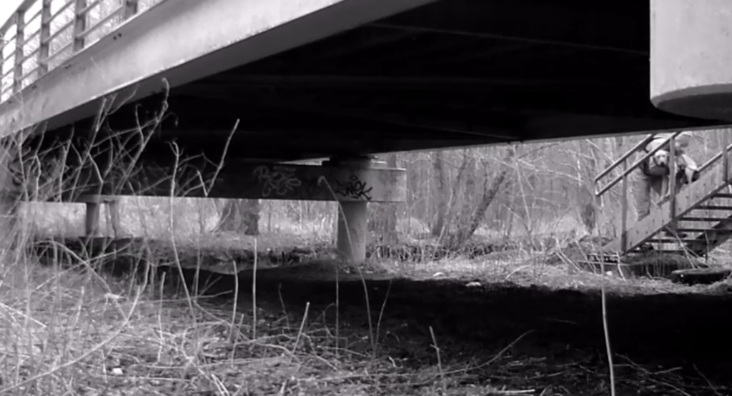 Creepers and a hesitant dog - The Tree Spy