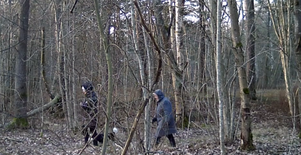 Lets go to the forest - The Tree Spy