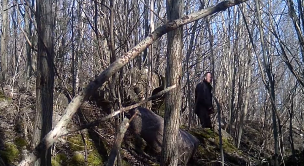 Creeper by the pipe - The Tree Spy