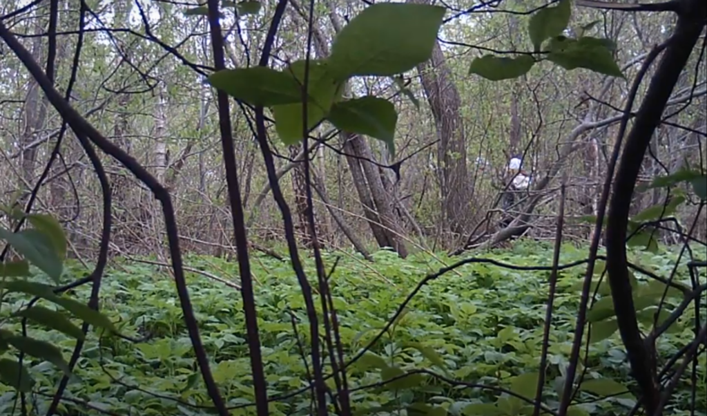 The bird watcher lady - The Tree Spy