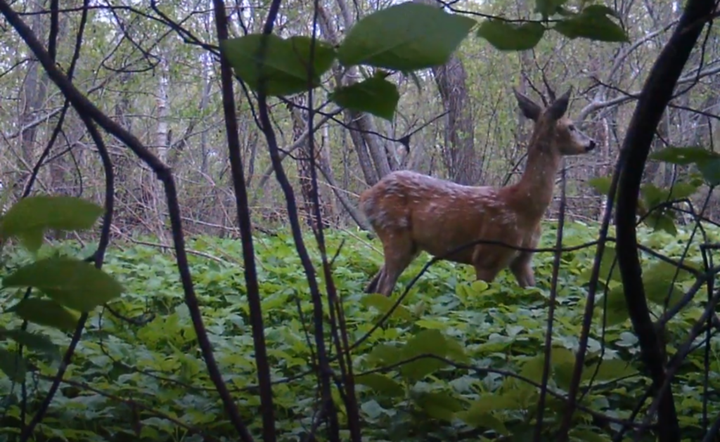 Close encounter with a deer - The Tree Spy