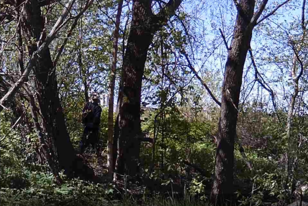 Hiding in the shade - The Tree Spy