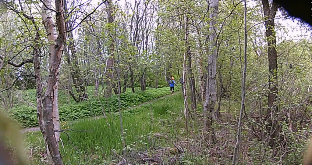 Run, through the forest, run! - The Tree Spy