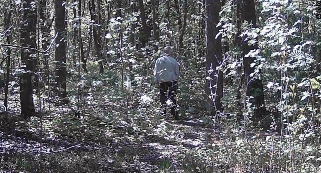 Old man of the forest - The Tree Spy