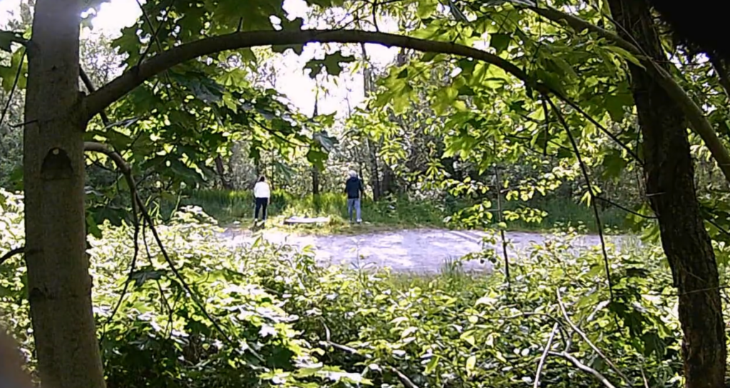 Keeping a lookout - The Tree Spy