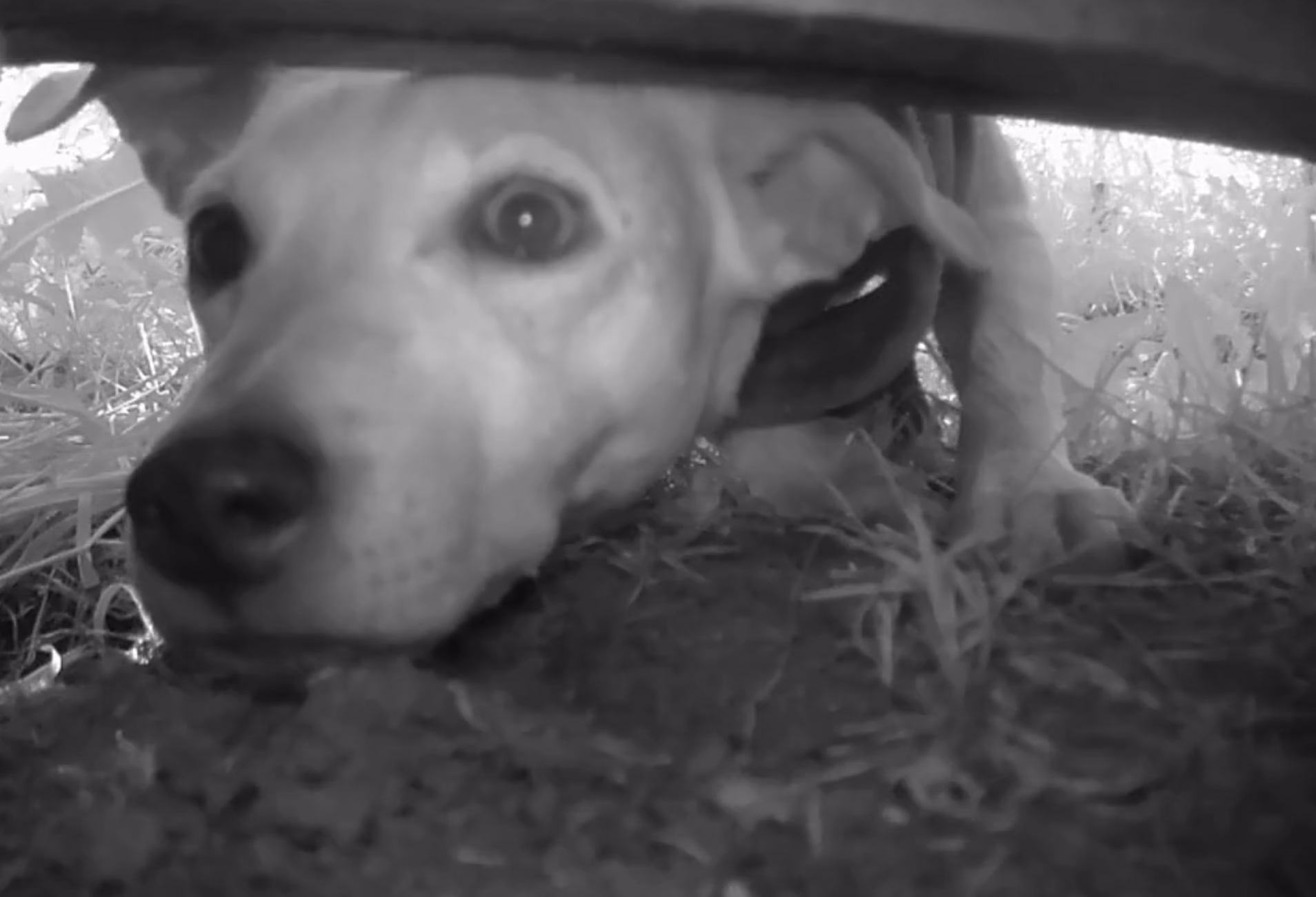 Sniffing out the camera - The Tree Spy