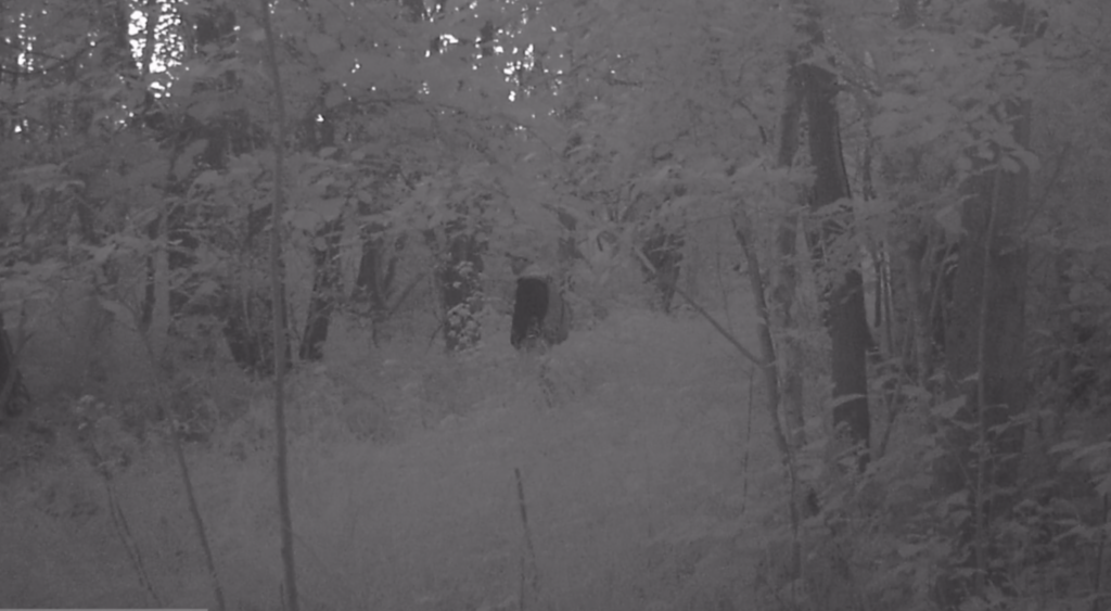 Getting his rocks off - The Tree Spy